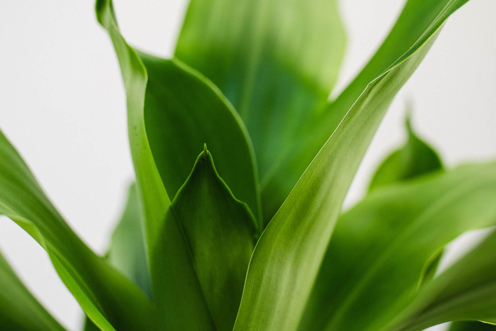 Dracenas – Dracaena sp – Inspire – Veiling Holambra