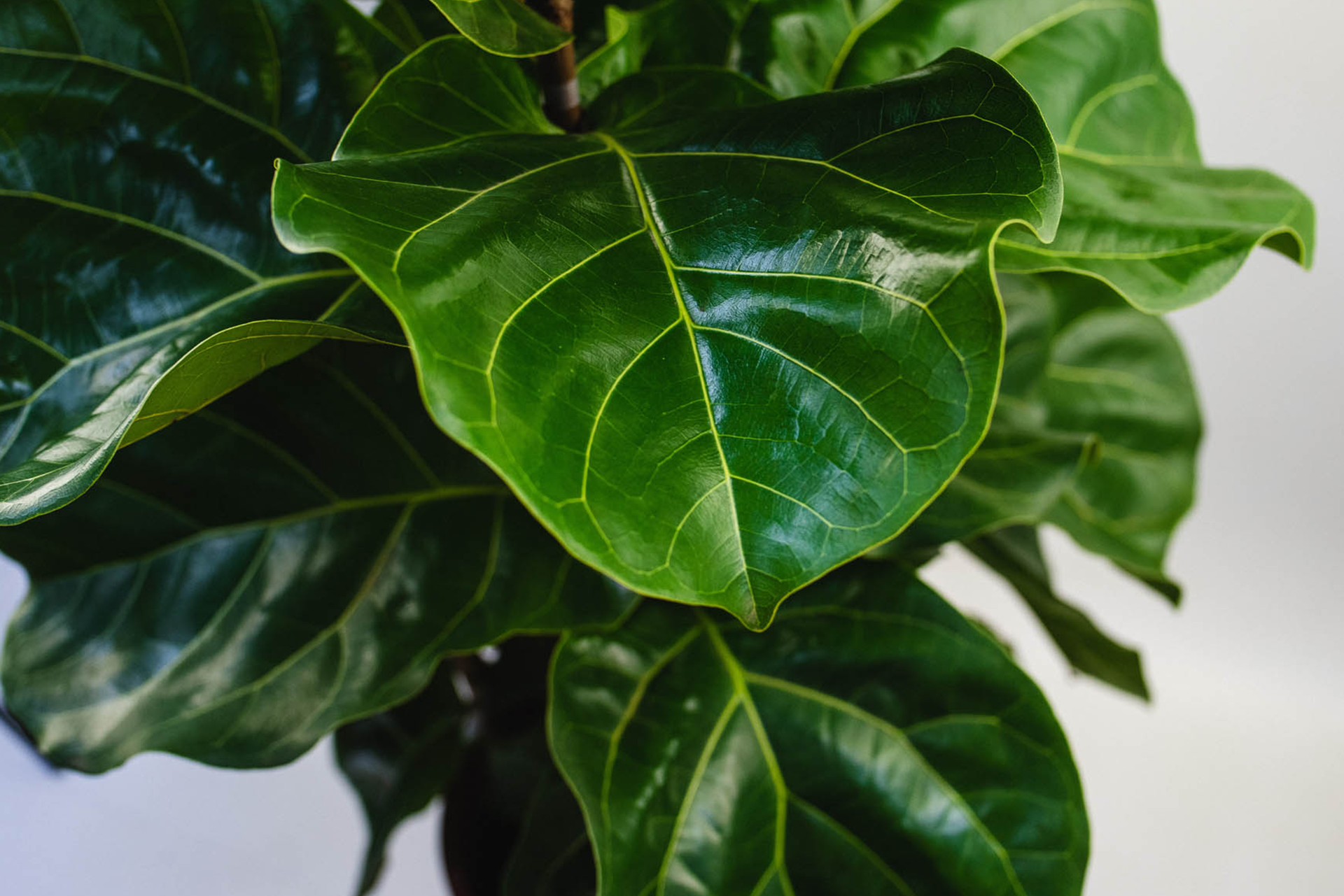 Ficus-lira – Ficus lyrata – Inspire – Veiling Holambra