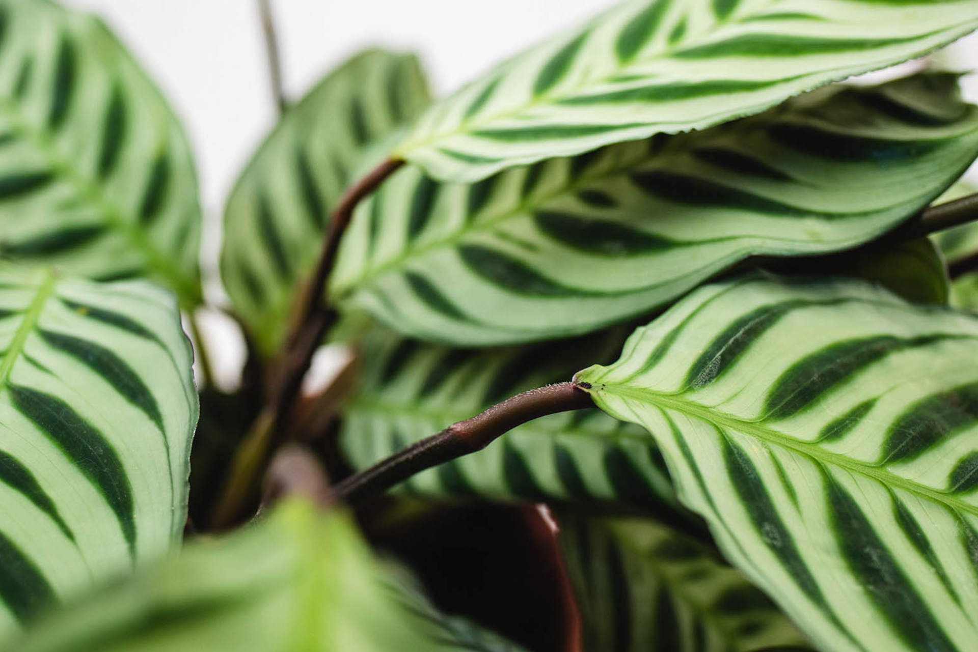 Maranta/Calateia – Maranta sp/Calathea sp – Inspire – Veiling Holambra