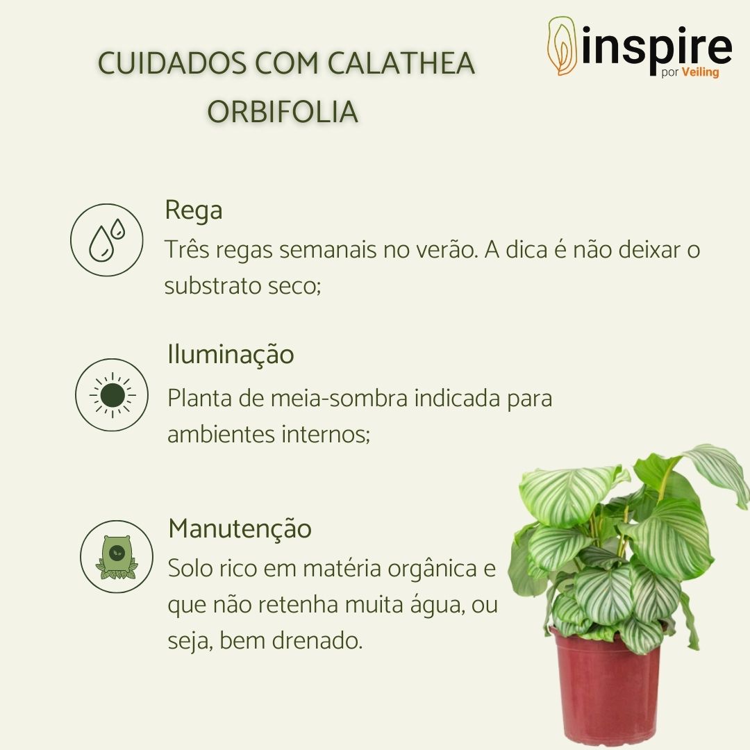 Calathea Orbifolia: dicas de cuidados básicos – Inspire – Veiling Holambra