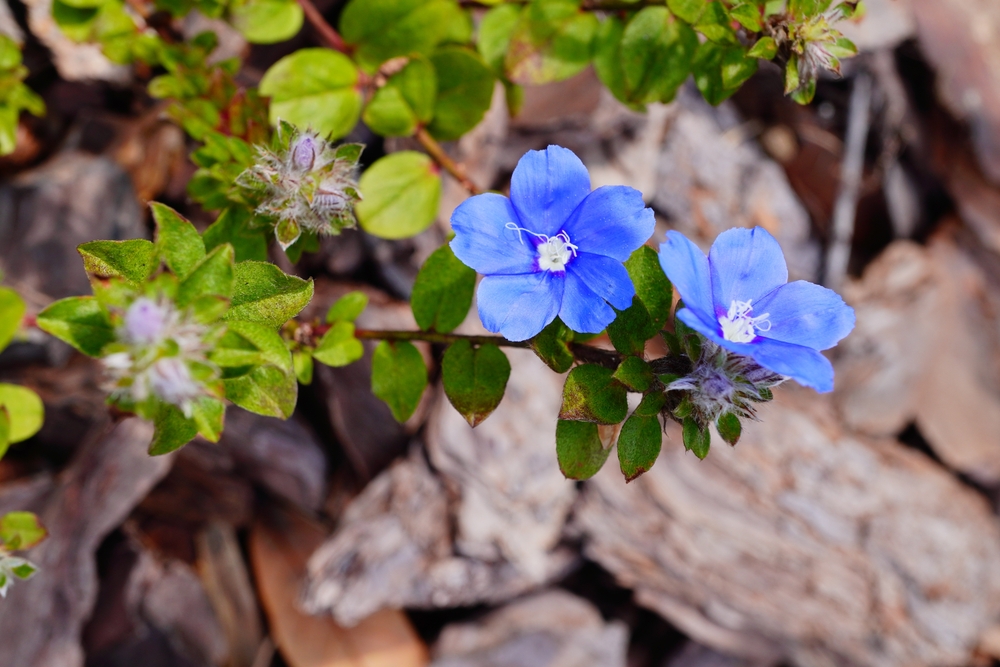 Azulzinha: como cuidar da Evolvulus glomeratus – Inspire – Veiling Holambra