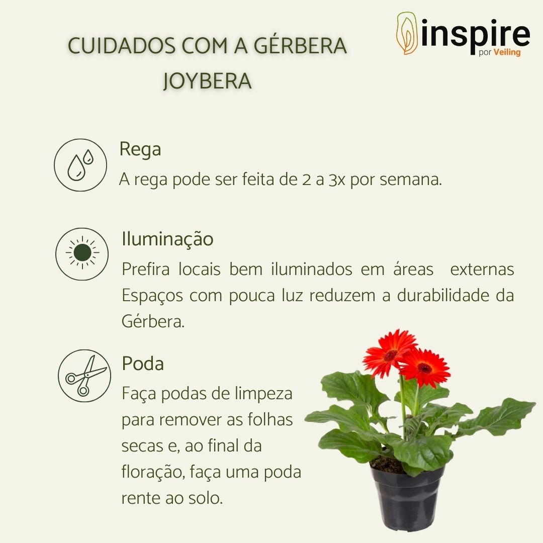 Gérbera Joybera: dicas de cuidados básicos e curiosidades – Inspire ...